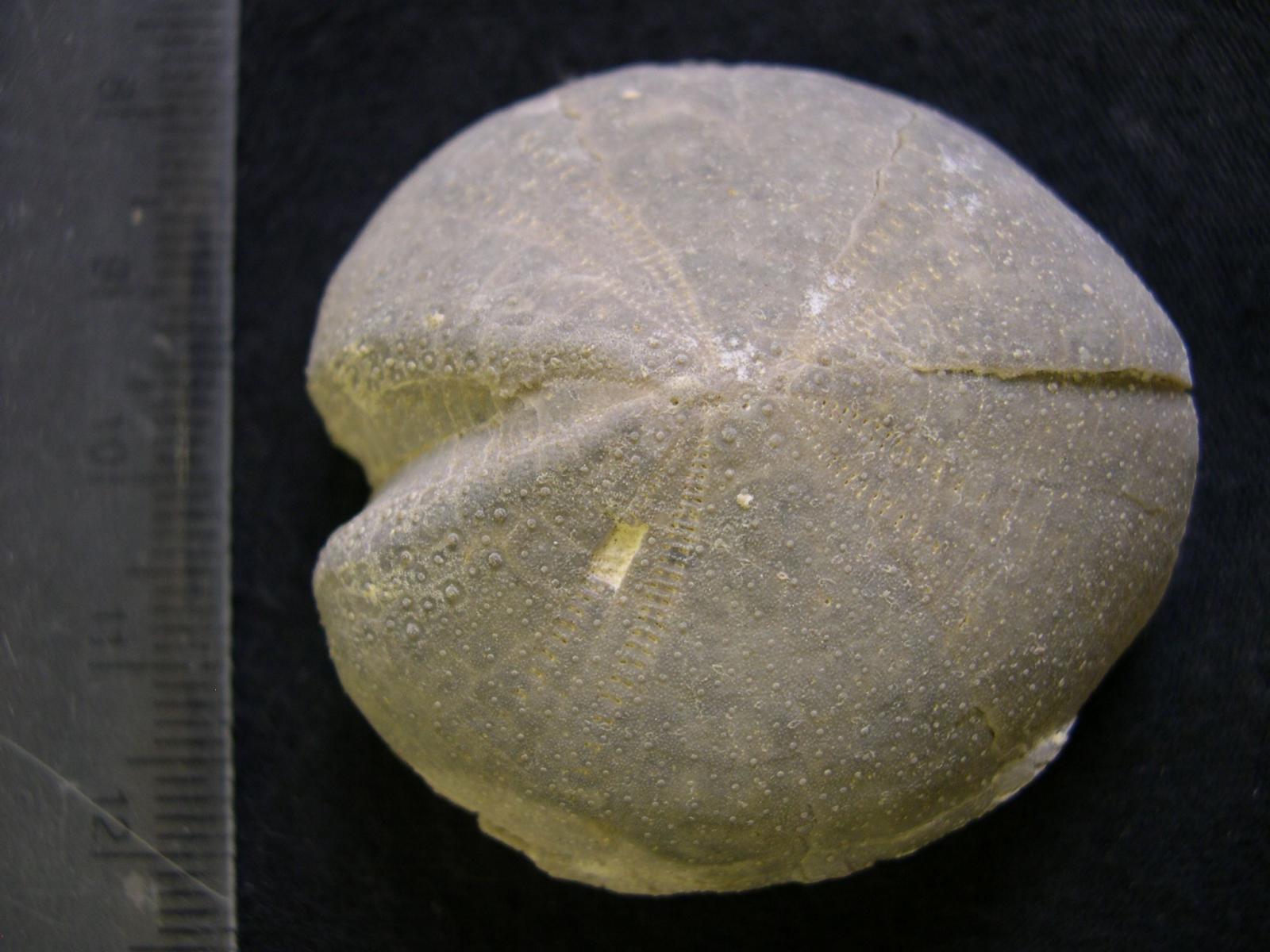 Cardiaster granulosus - Member Collections - The Fossil Forum