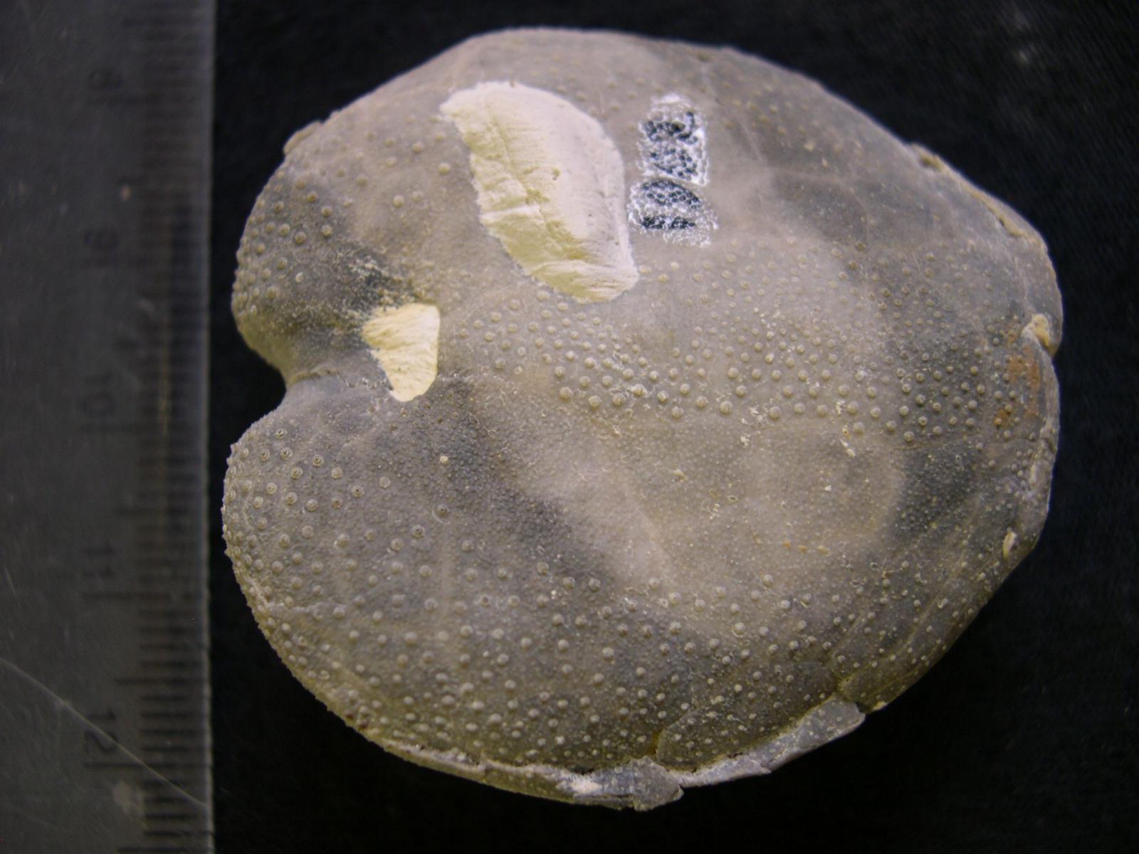 Cardiaster granulosus (same spec.) - Member Collections - The Fossil Forum