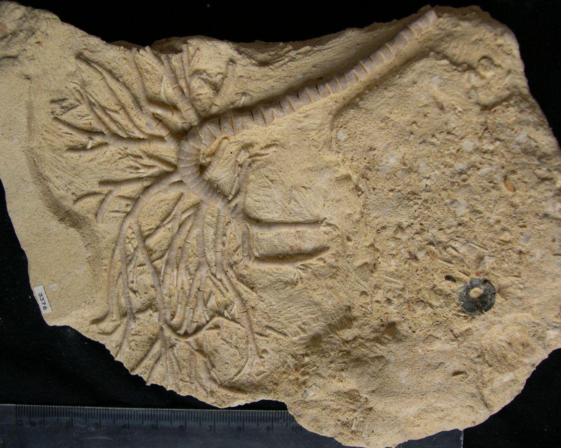Crinoids - The Fossil Forum