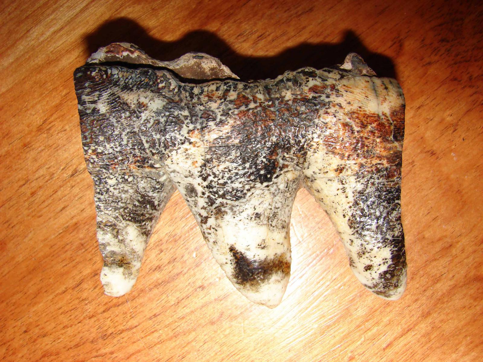 Mastodon Tooth - Member Collections - The Fossil Forum
