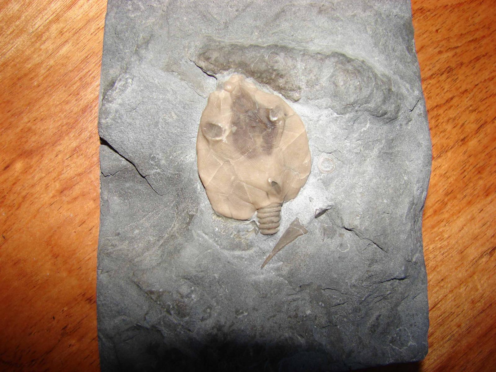 Cystoid - Pleurocystites - Member Collections - The Fossil Forum