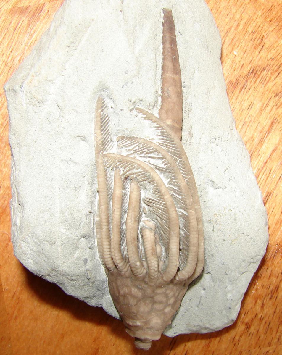 Crinoid Macrocrinus Mundulus - Member Collections - The Fossil Forum