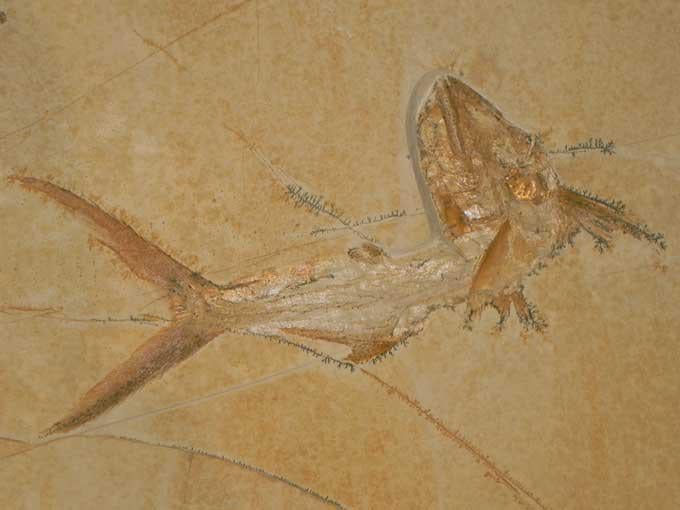 Sauropsis longimanus - Member Collections - The Fossil Forum