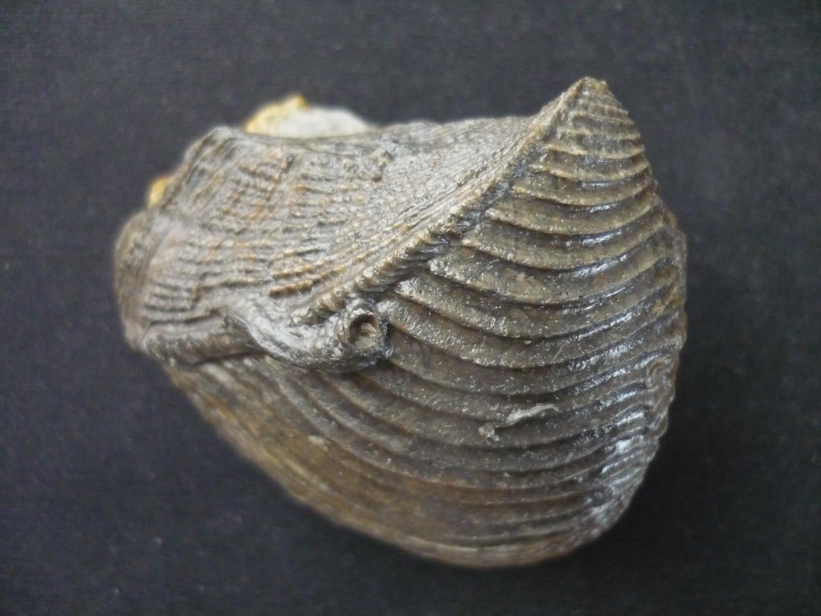 Trigonia costata (Hartmann 1843) - Molluscs - The Fossil Forum