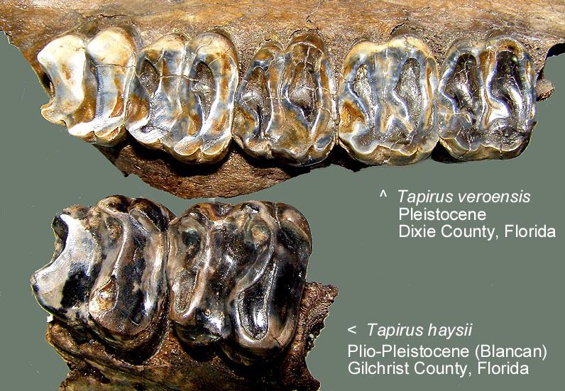 Tapir Dentaries - Member Collections - The Fossil Forum