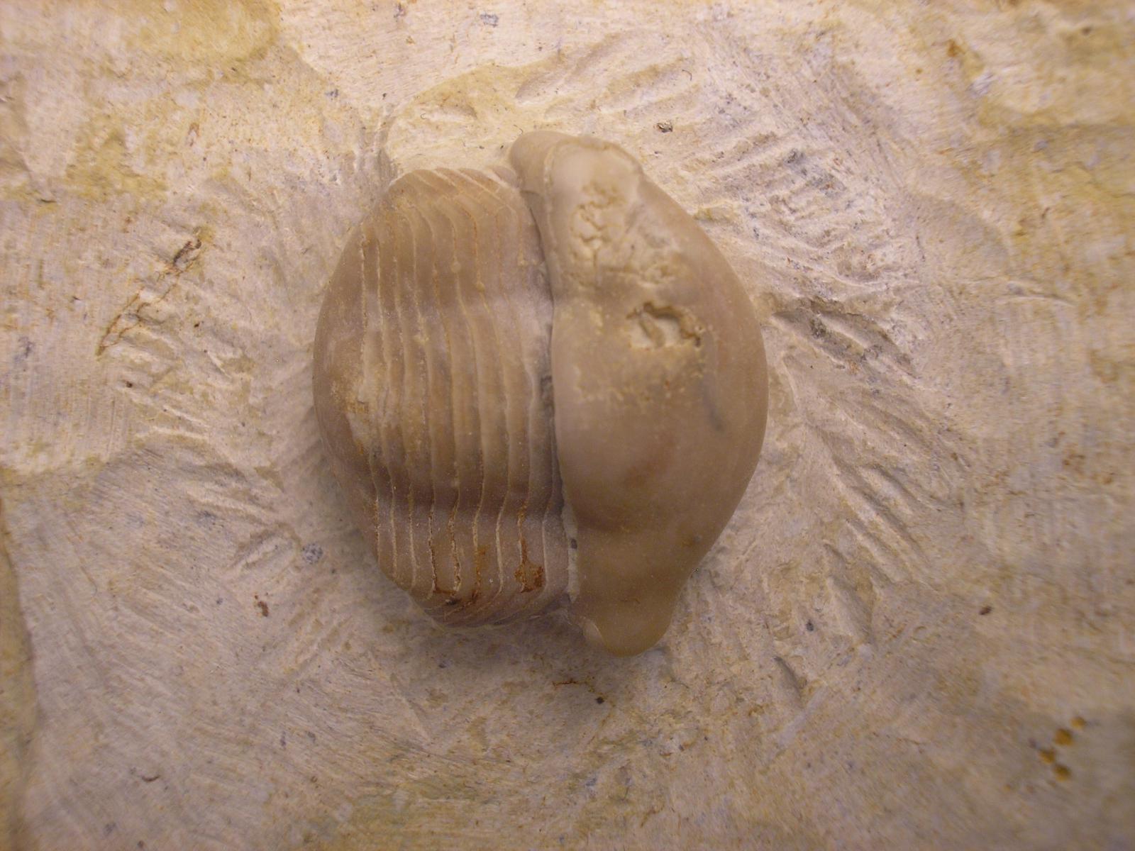 Thaleops laurentiana - Member Collections - The Fossil Forum