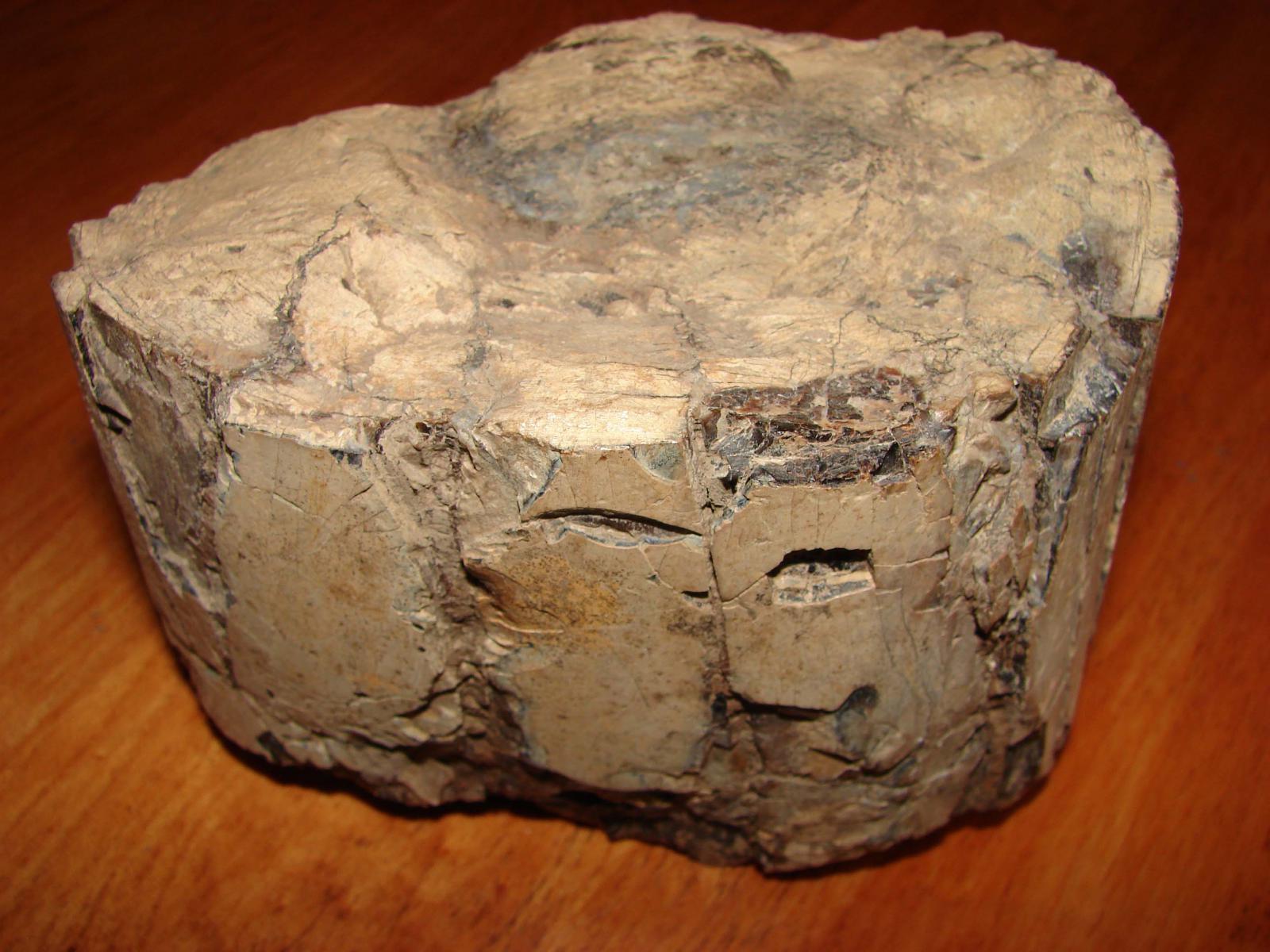 Dinosaur Leg Bone - Member Collections - The Fossil Forum