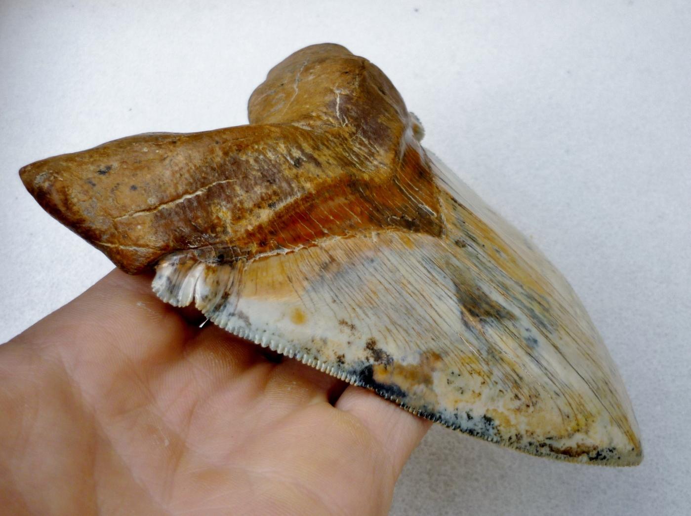 5 15/16" Bakersfield Megalodon Tooth - Member Collections - The Fossil ...