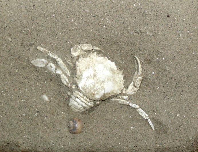 Portunites (Pliocene) Rimini, Italy - Member Collections - The Fossil Forum