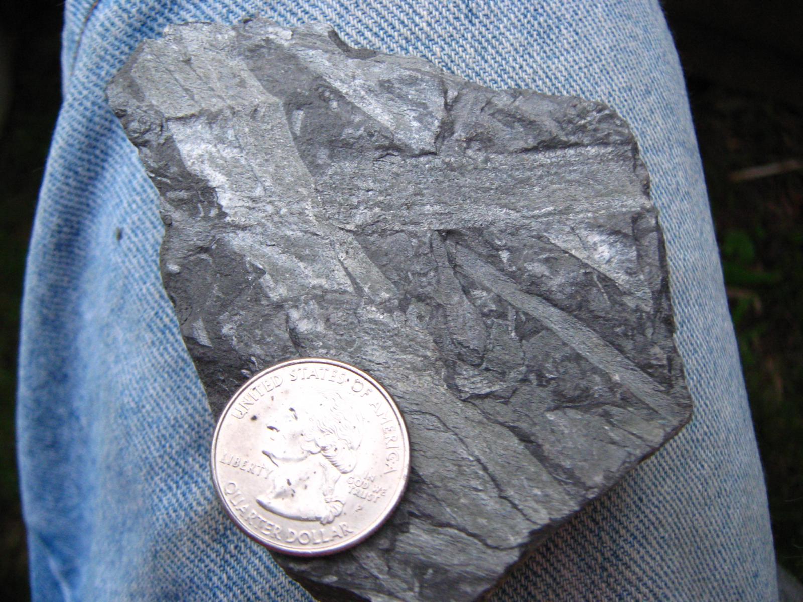 Calamites stems - Member Collections - The Fossil Forum