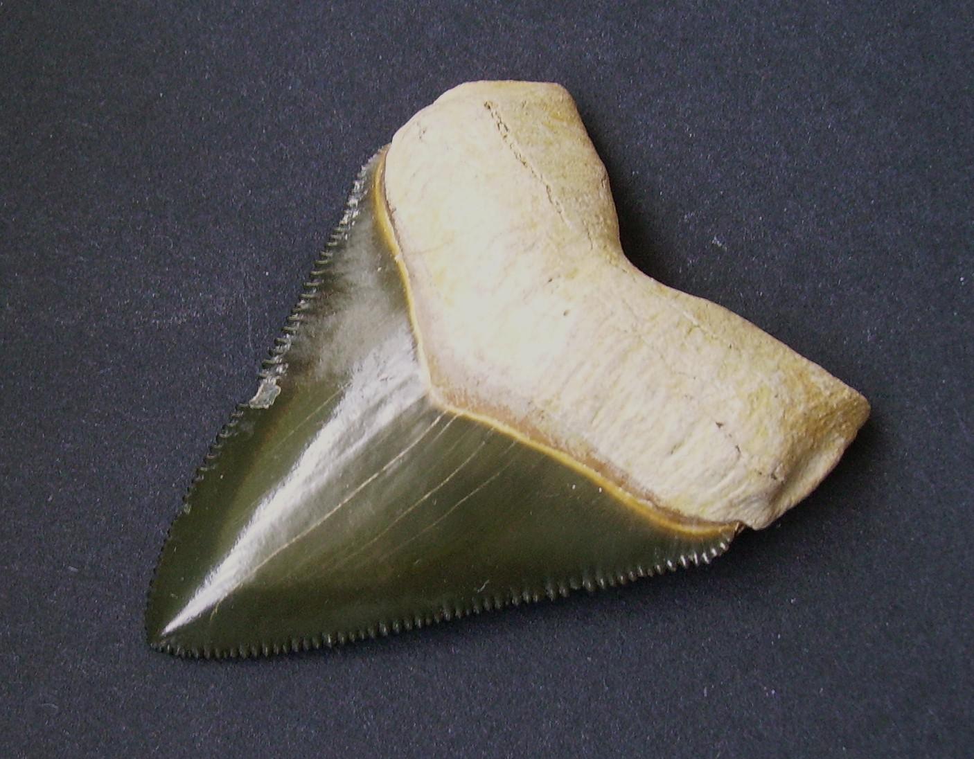 Bone Valley - Member Collections - The Fossil Forum