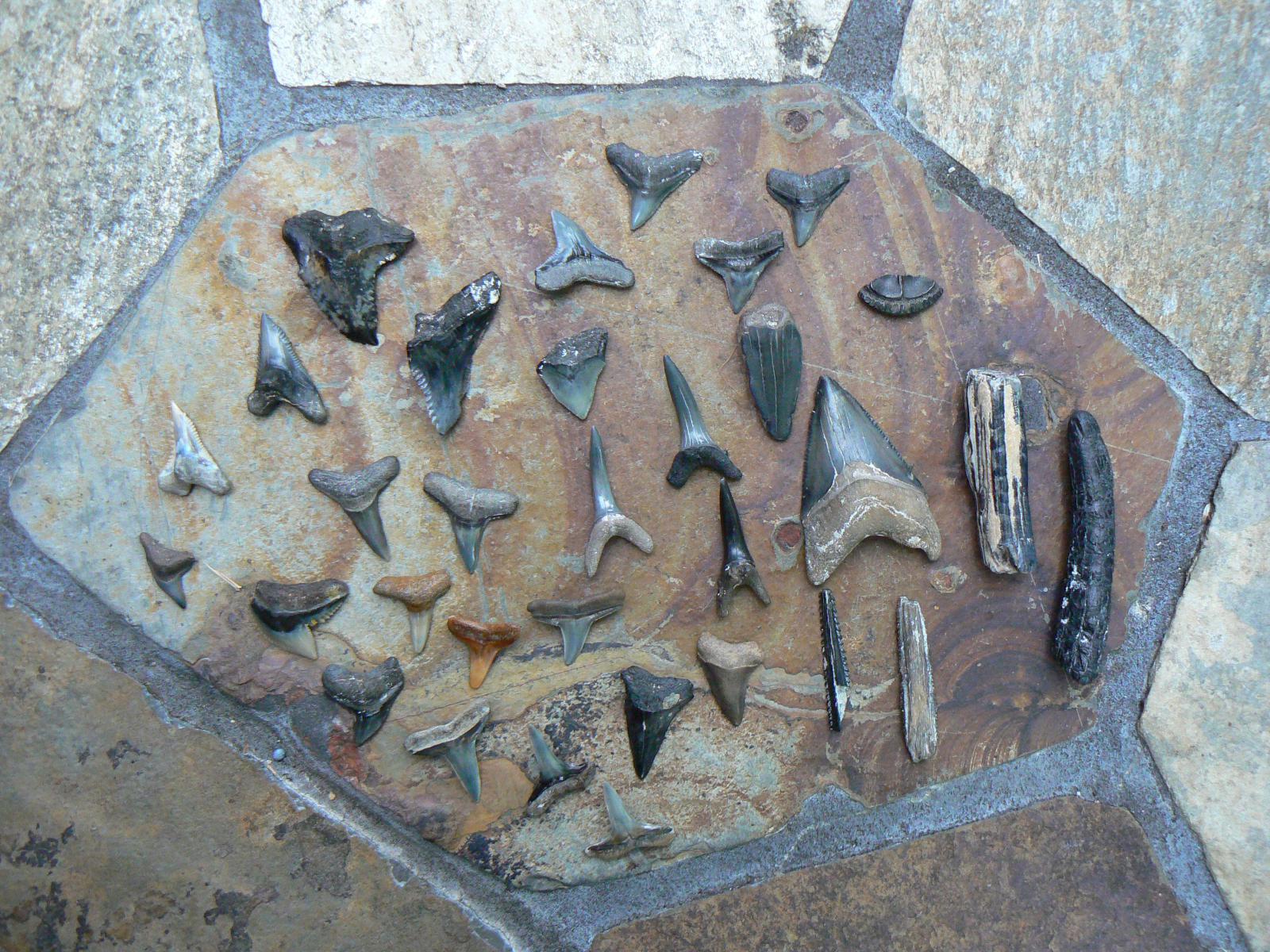 Venice beach finds - Member Collections - The Fossil Forum