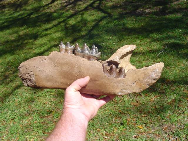 Baby/Young mastodon jaw - Proboscideans (Mammoths and Mastodons) - The ...