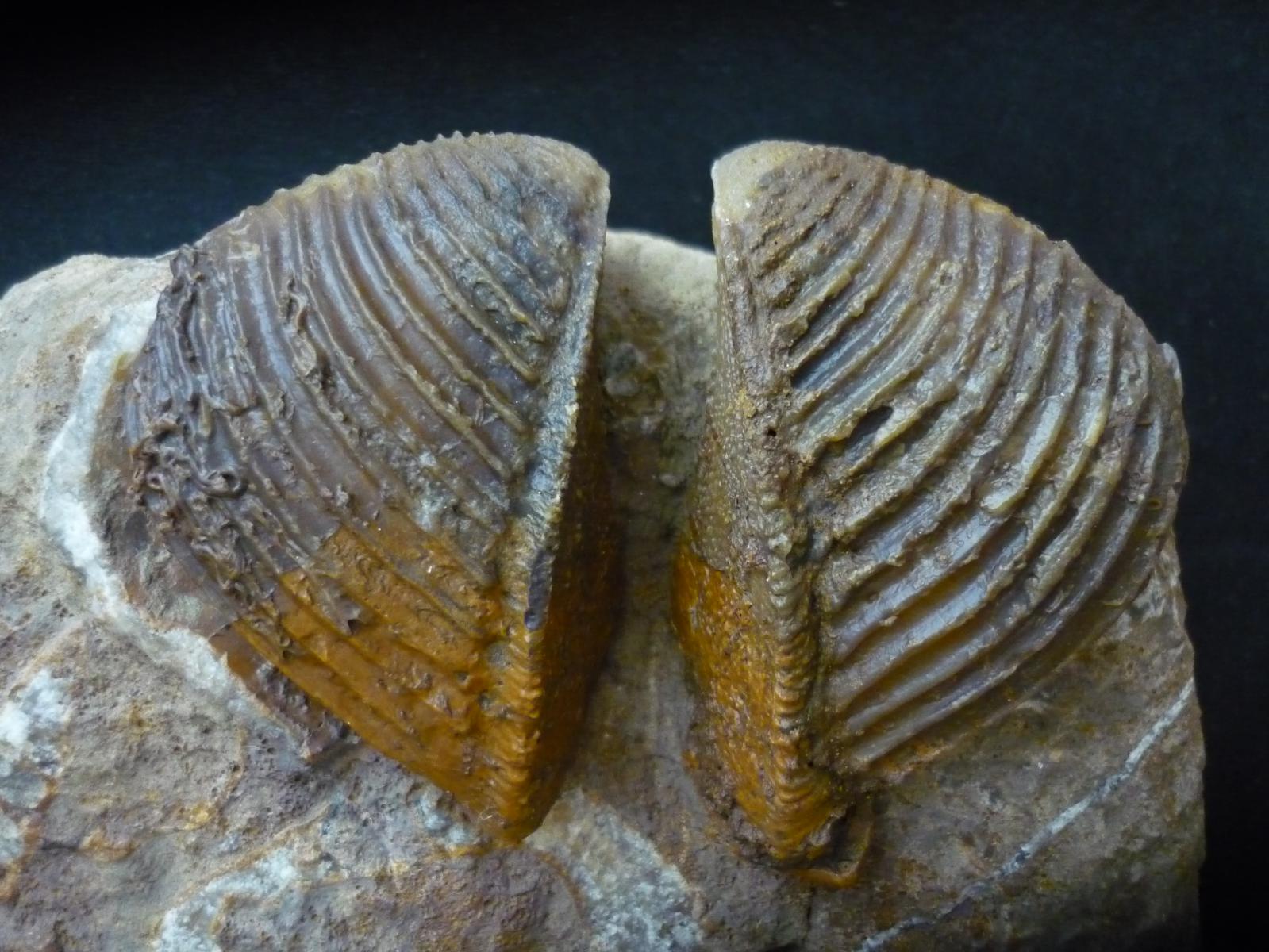 Trigonia costata (Hartmann 1843) - Molluscs - The Fossil Forum