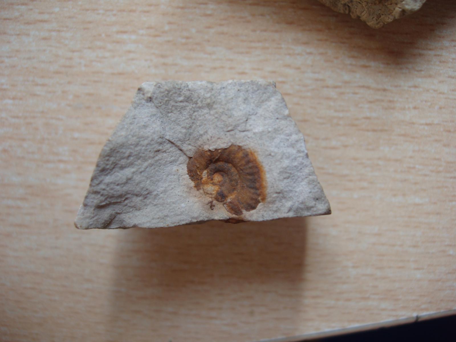 Small ammonite - Member Collections - The Fossil Forum