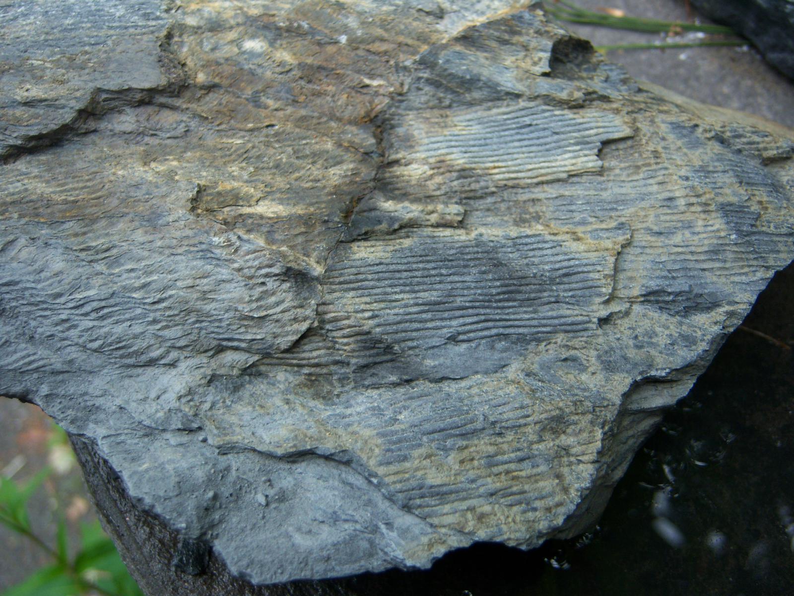 CALAMITES STEM SECTIONS - PLAINVILLE, MA - Member Collections - The ...