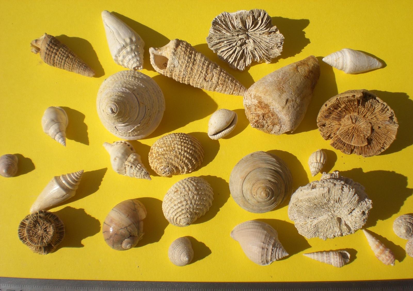 Shells and coral from the miocene of Ukraine Ternopol region - Member ...