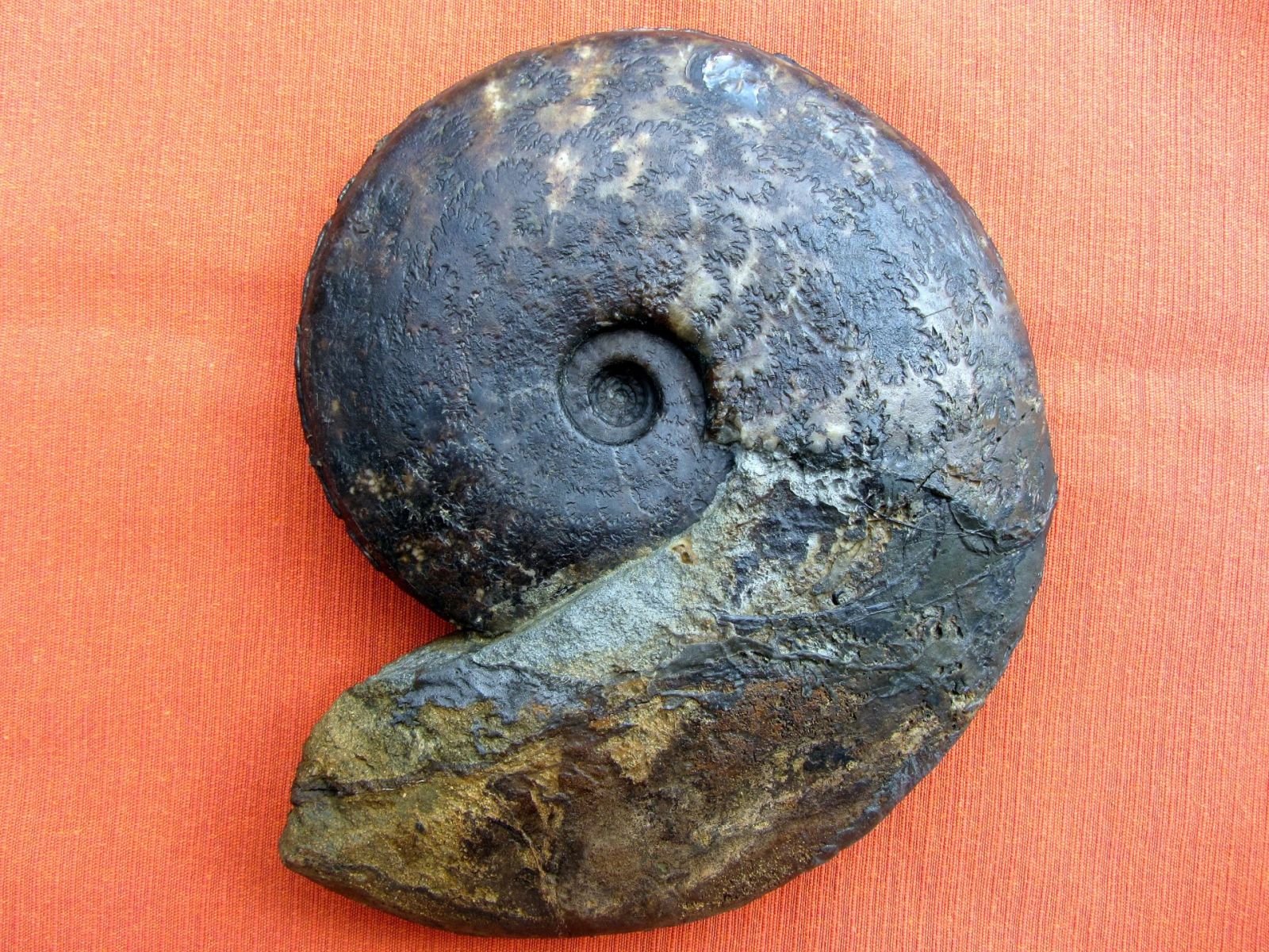 Graphoceras (Graphoceras) concavum (Sowerby 1815) - Member Collections ...
