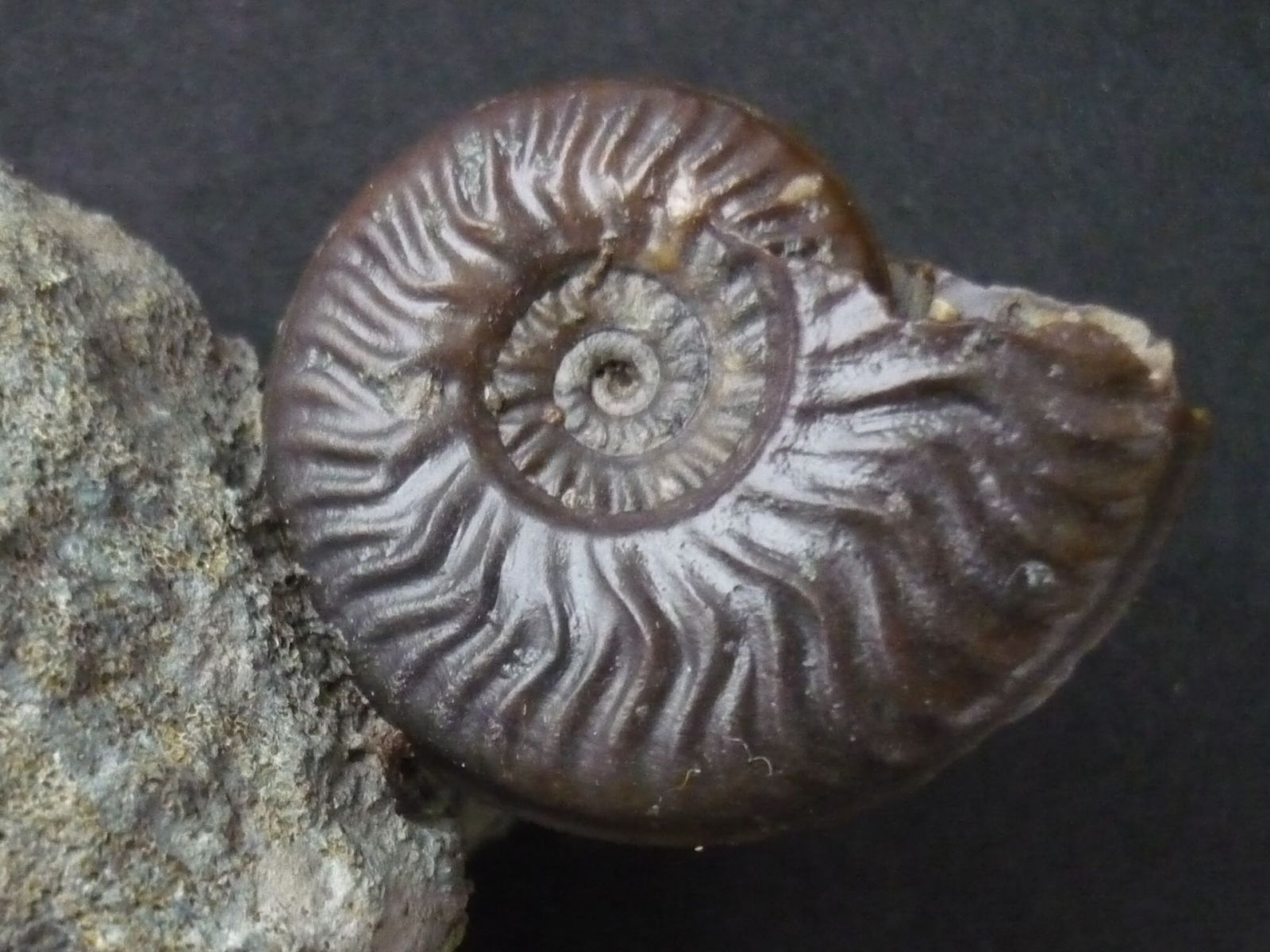 Graphoceras sp. (Buckman 1898) - Member Collections - The Fossil Forum