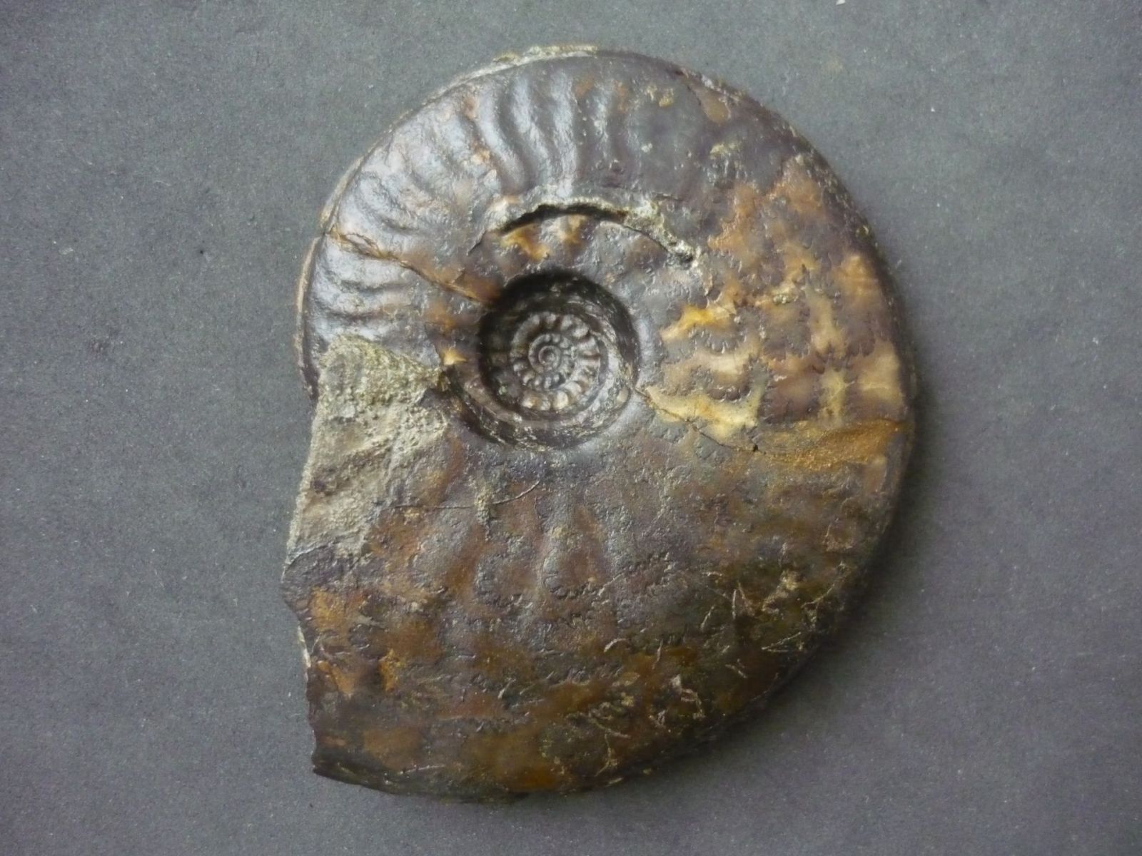 Graphoceras (Graphoceras) concavum (Sowerby 1815) - Member Collections ...