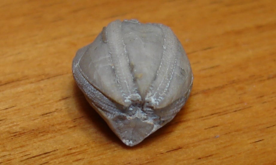 Rare Blastoid Eleutherocrinus cassedayi - Member Collections - The ...