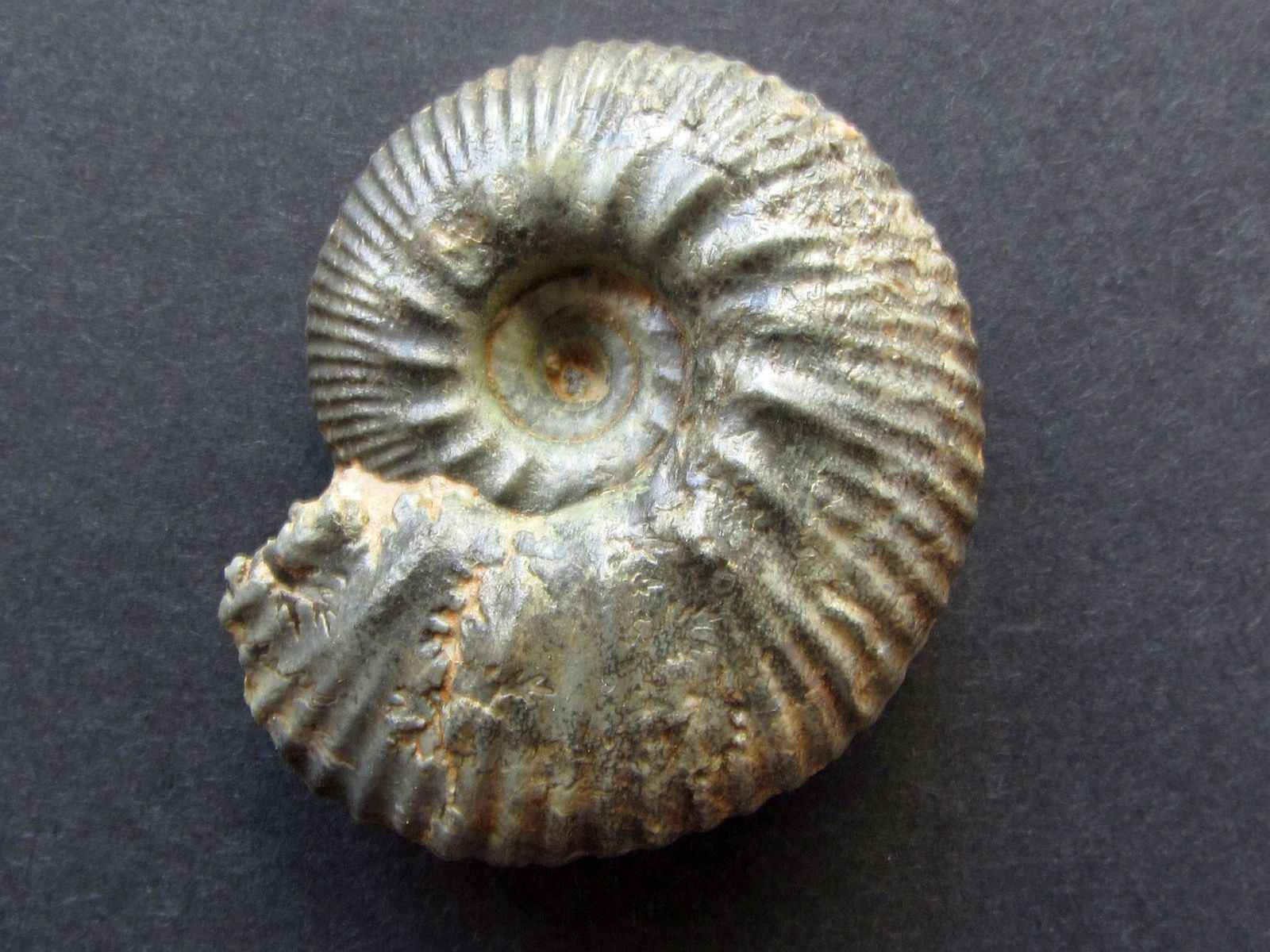 Rasenia (Eurasenia) trifurcata (Reinecke 1818) - Member Collections ...