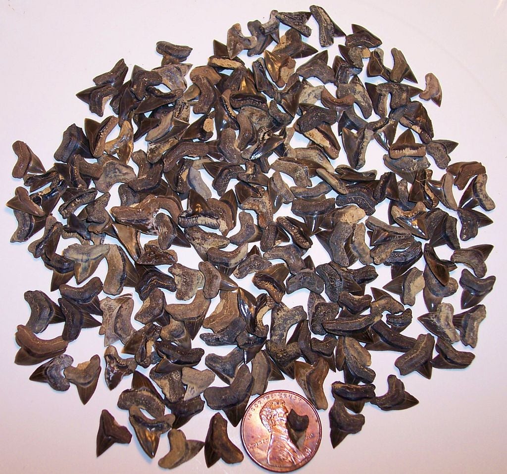 Squalicorax falcatus - Member Collections - The Fossil Forum