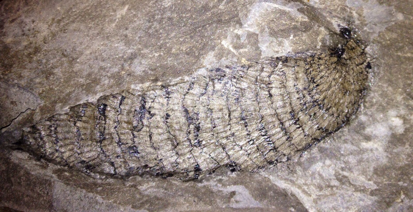 Calamite cone--Macrostachya schimper - Member Collections - The Fossil ...