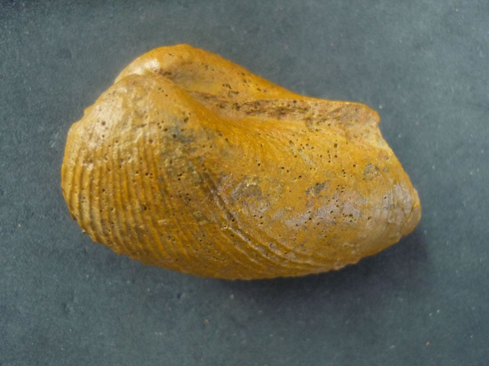 Pholadomya zietenii (Agassiz 1842) - Molluscs - The Fossil Forum