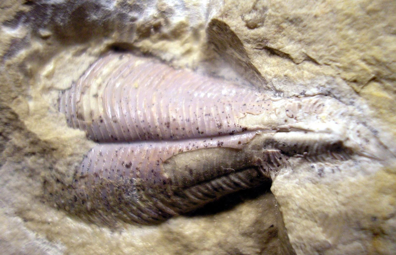 Conulariid sp. - Member Collections - The Fossil Forum