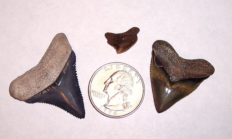 A few small Bone Valley Meg's - Member Collections - The Fossil Forum