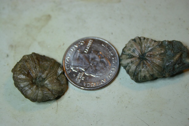 Mississippian age Blastoid - Member Collections - The Fossil Forum