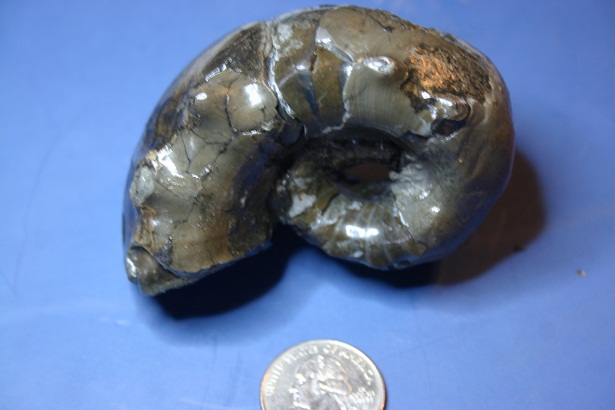 howard_l fossils - The Fossil Forum