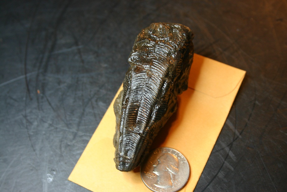 Conulariid from the Nancy Member, Borden Formation, Mississippian in ...