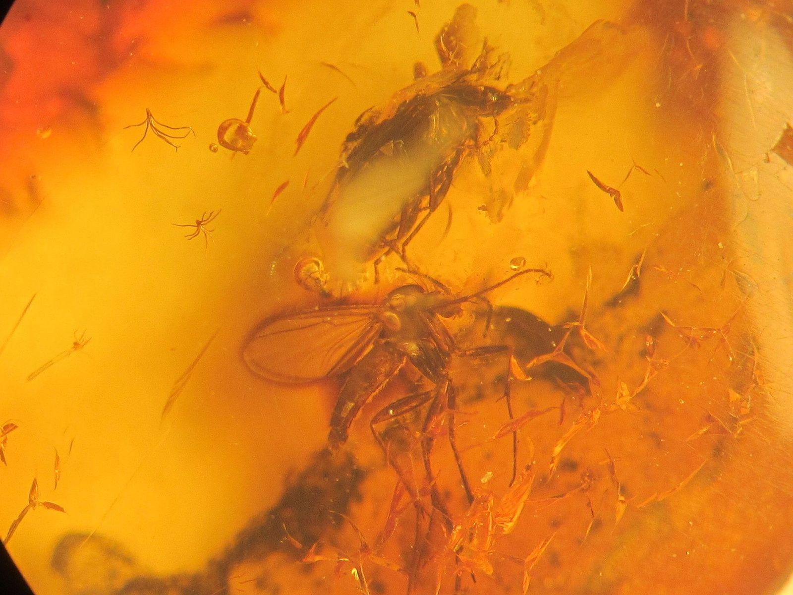 Mycetophylla sp. & Cyphon sp. in Baltic Amber - Member Collections ...