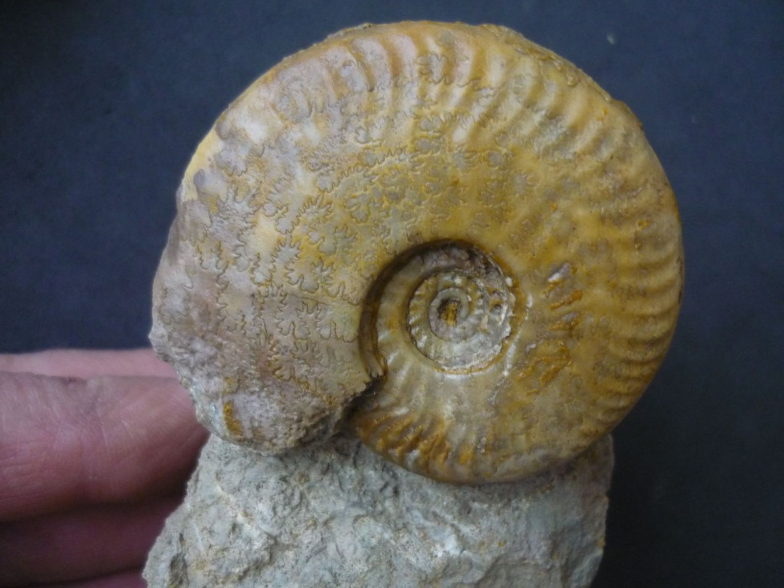 Graphoceras sp. (Buckman 1898) - Member Collections - The Fossil Forum