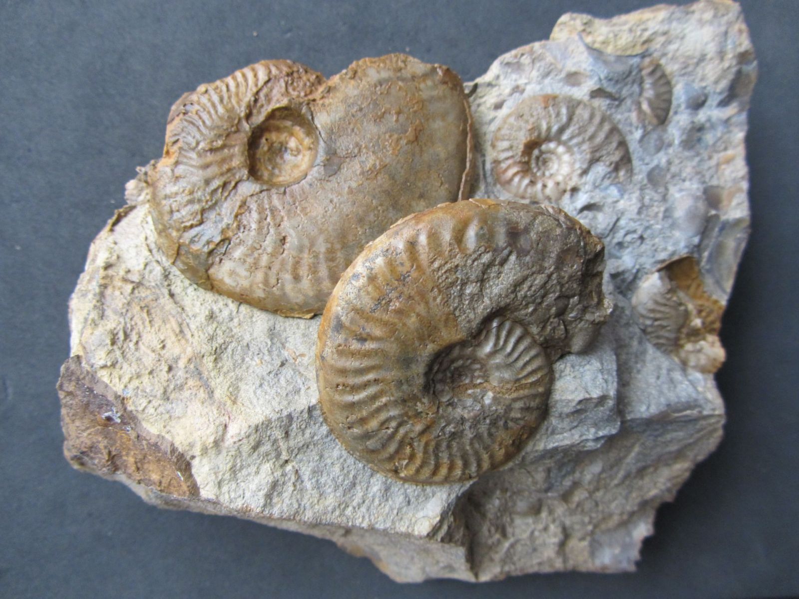 4x Graphoceras - Member Collections - The Fossil Forum