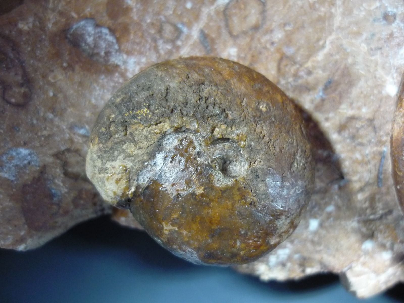 Arcestes leiostracus (Mojsisovics) - Member Collections - The Fossil Forum