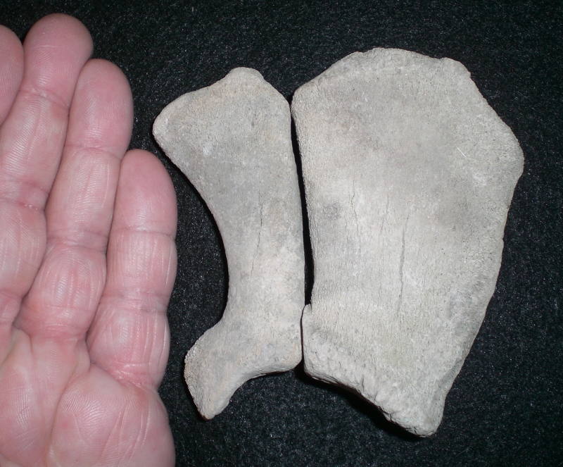 Dolphin Ulna and Radius from Aurora, North Carolina - Member ...