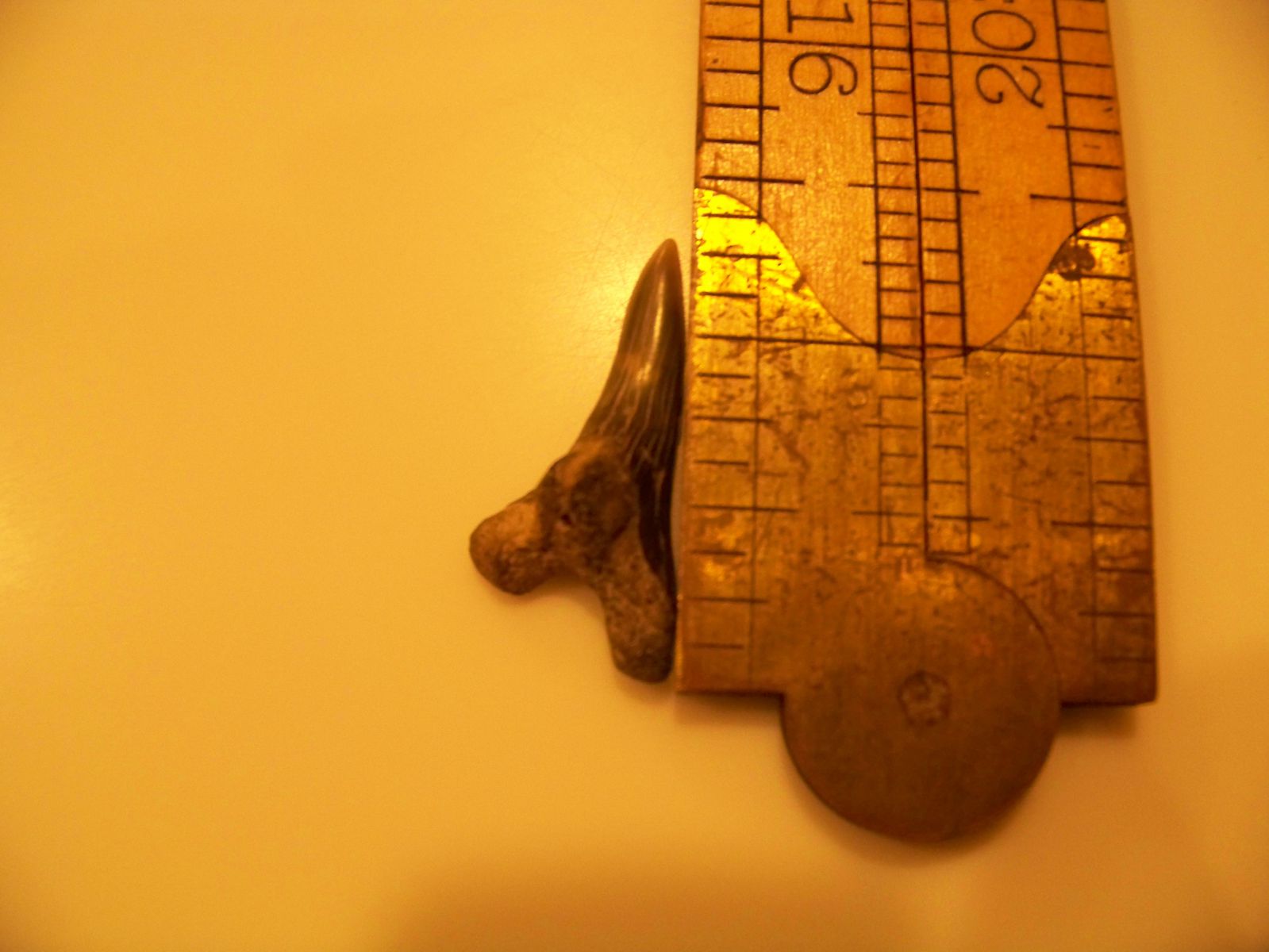 Snaggletooth Shark Tooth - The Fossil Forum