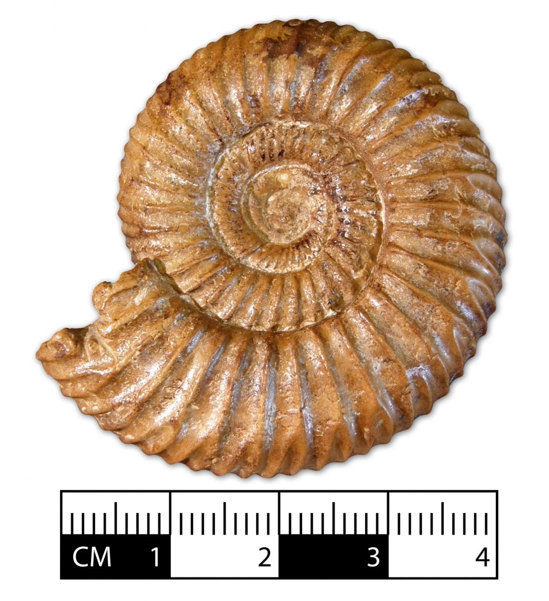 Perisphinctes sp. - Member Collections - The Fossil Forum