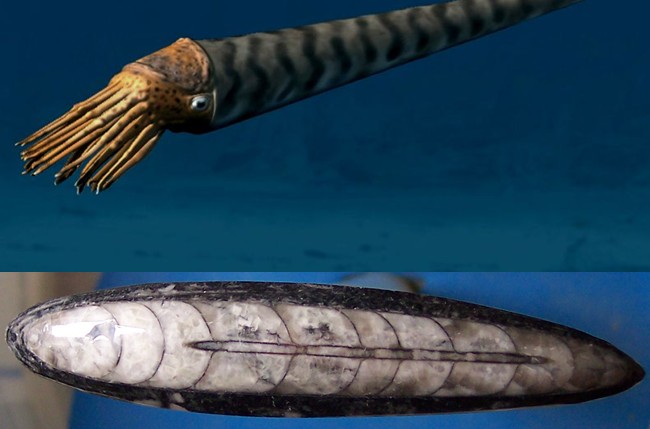 Orthoceras - Member Collections - The Fossil Forum