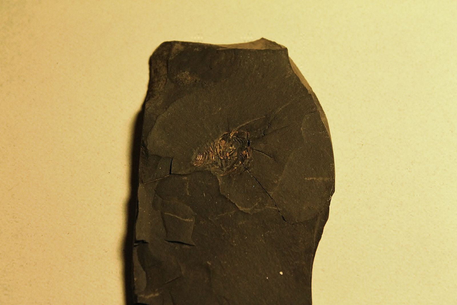 Triarthrus rougensis - Member Collections - The Fossil Forum