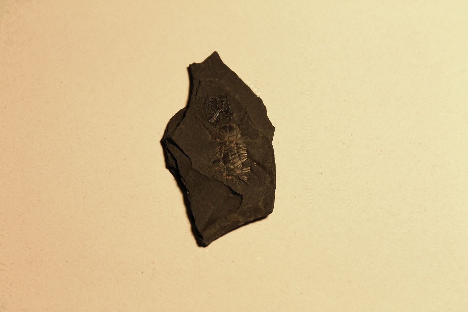 Triarthrus eatoni - Member Collections - The Fossil Forum