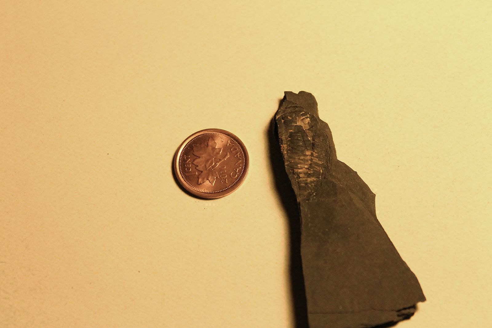 Triarthrus spinosus - Member Collections - The Fossil Forum