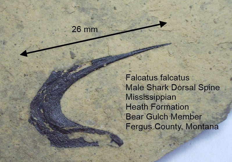 Falcatus - Member Collections - The Fossil Forum