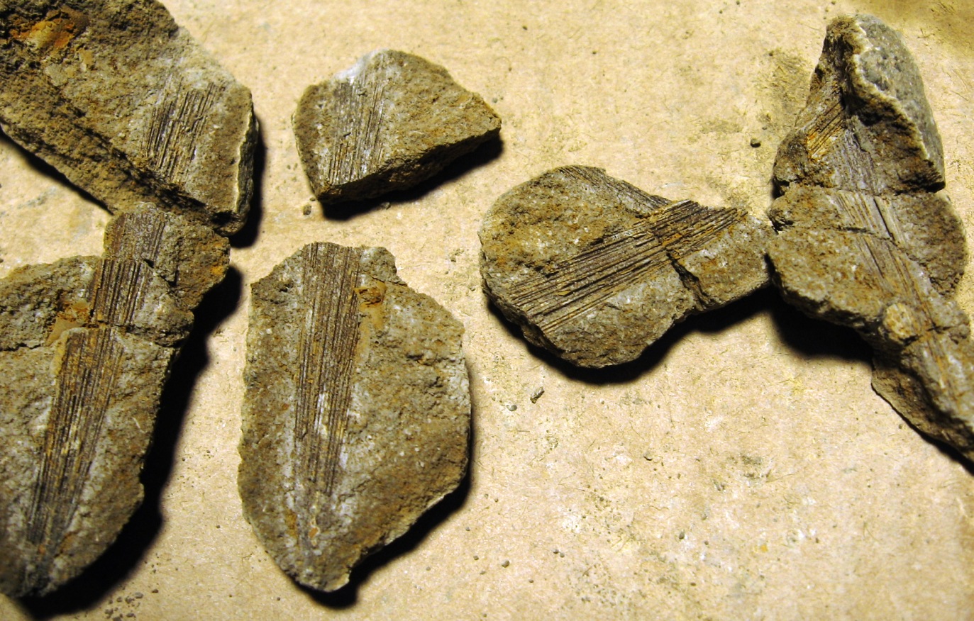 Muncie creek nodules 006 - Member Collections - The Fossil Forum