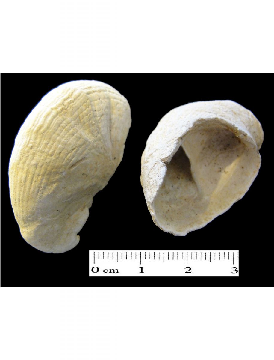 gastropod Crepidula lirata Eocene Ala - Member Collections - The Fossil ...