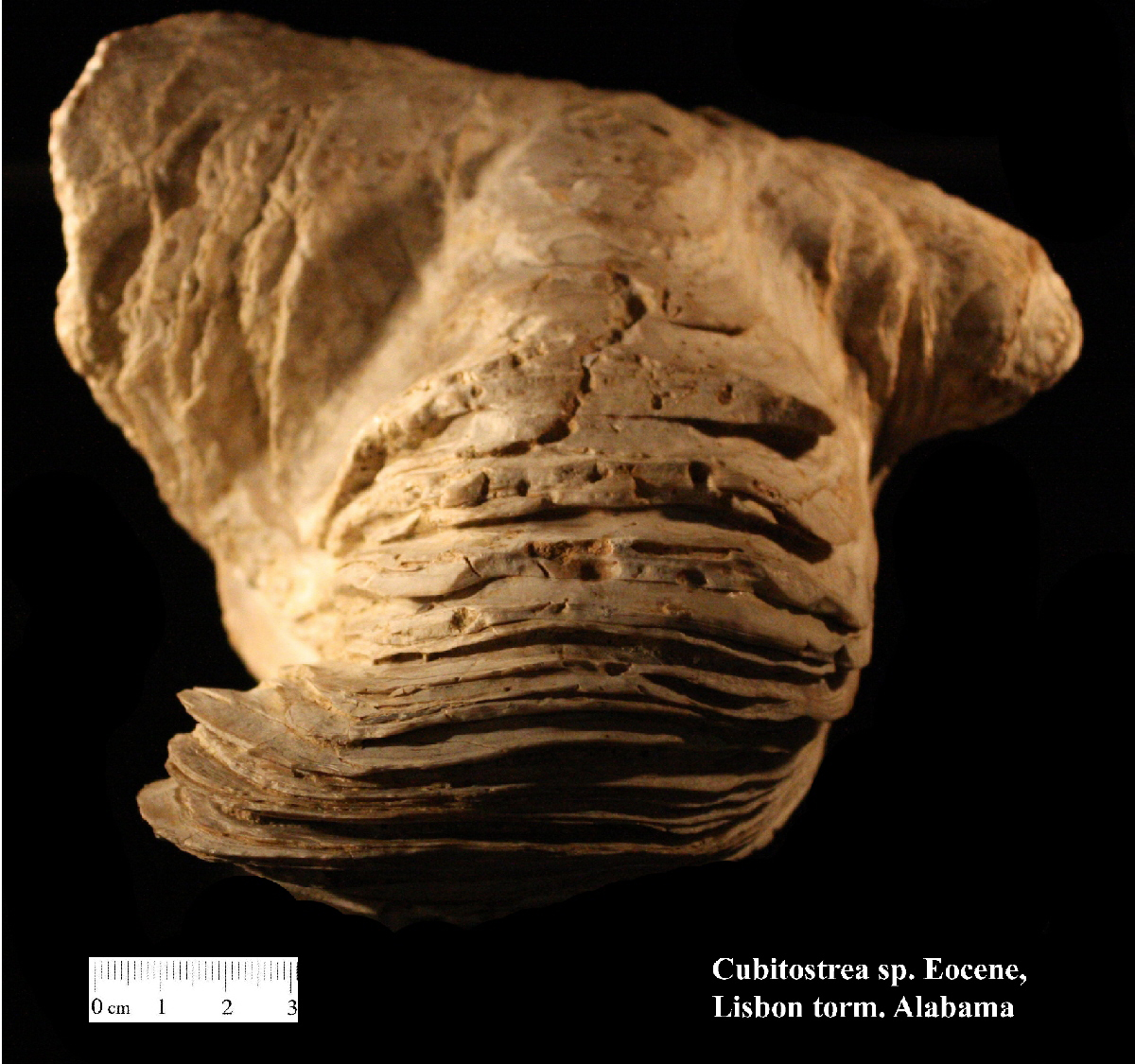 Alabama Eocene - The Fossil Forum