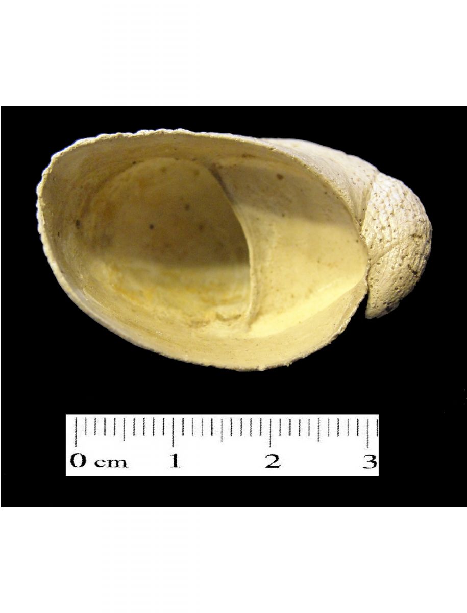 gastropod Crepidula lirata Eocene Alabama - Member Collections - The ...